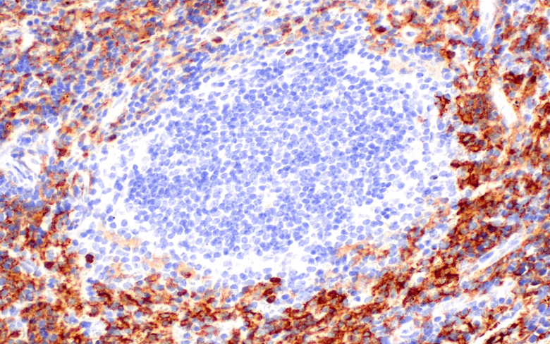 What are myeloid cells and how are they identified? | Immunology